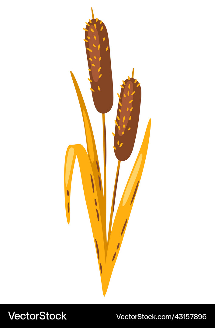Bulrush or reed image of autumn Royalty Free Vector Image