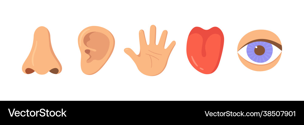 Five human senses organ set nose ear hand Vector Image