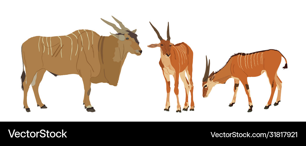 Wild antelope family common eland Royalty Free Vector Image