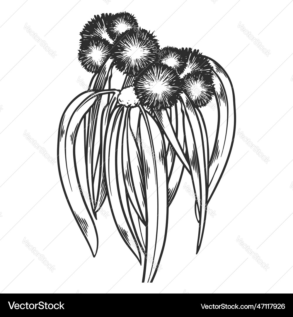Hand drawn essential oil plants drawing Royalty Free Vector