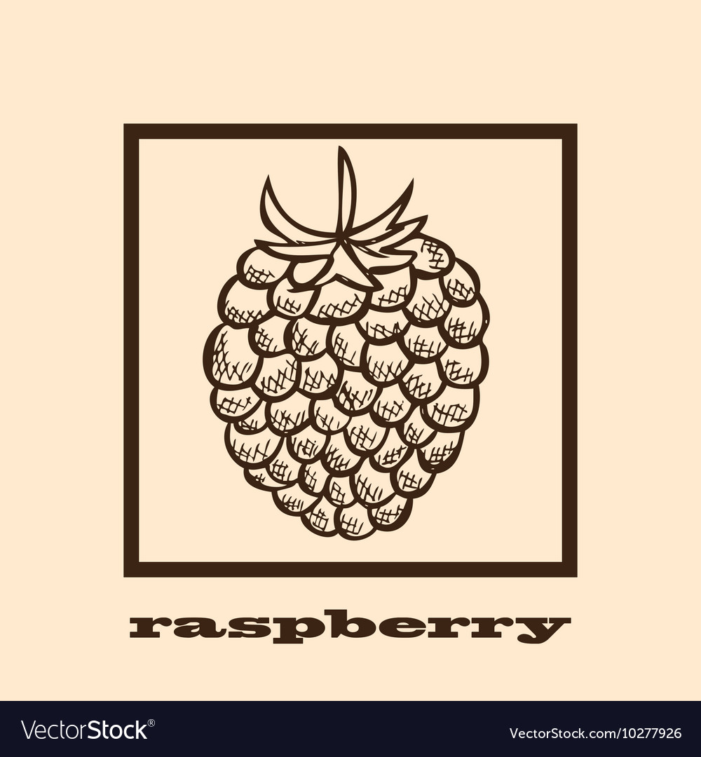 Hand drawn raspberry Royalty Free Vector Image