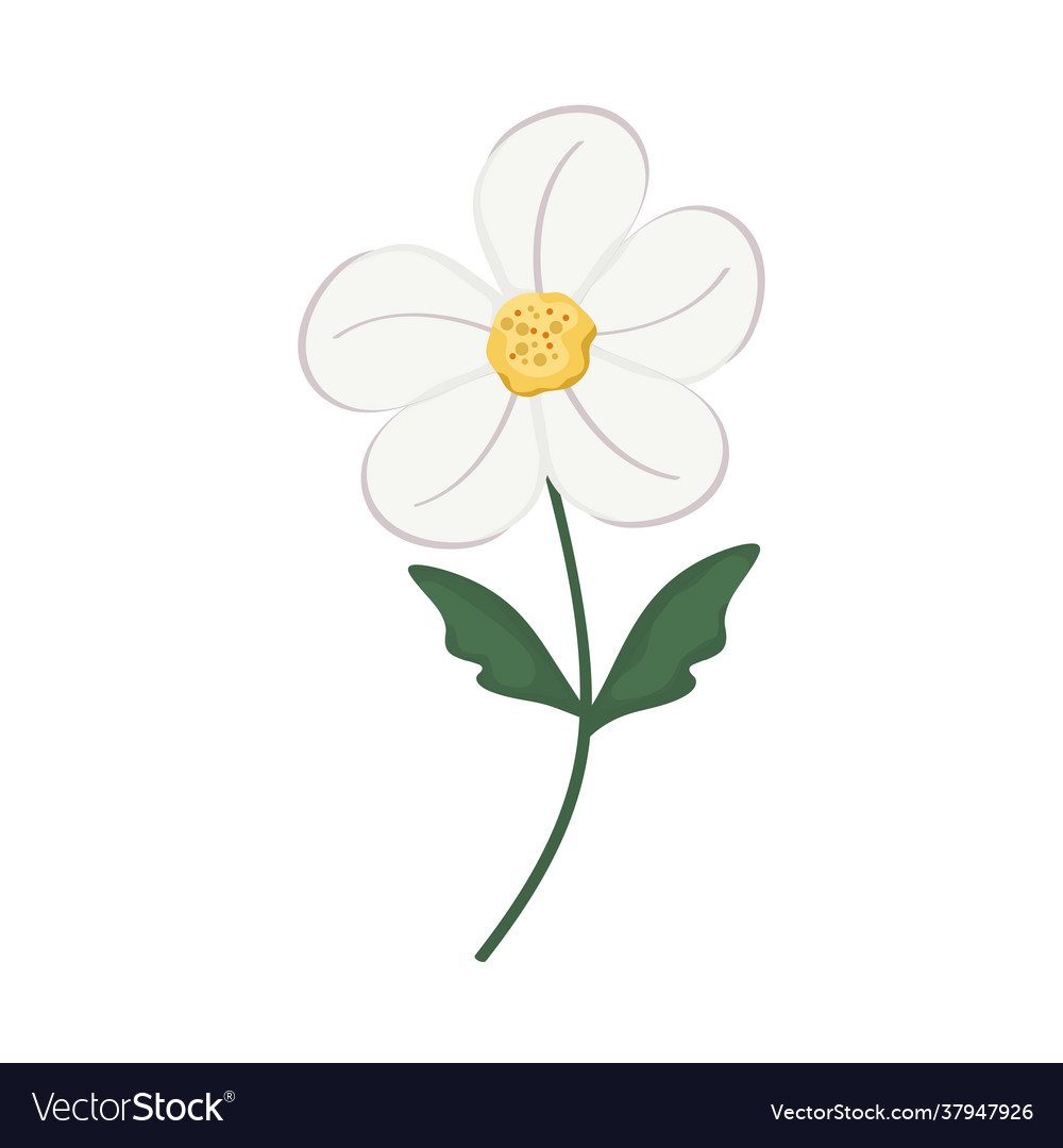 White Five Petal Flower Royalty Free Vector Image