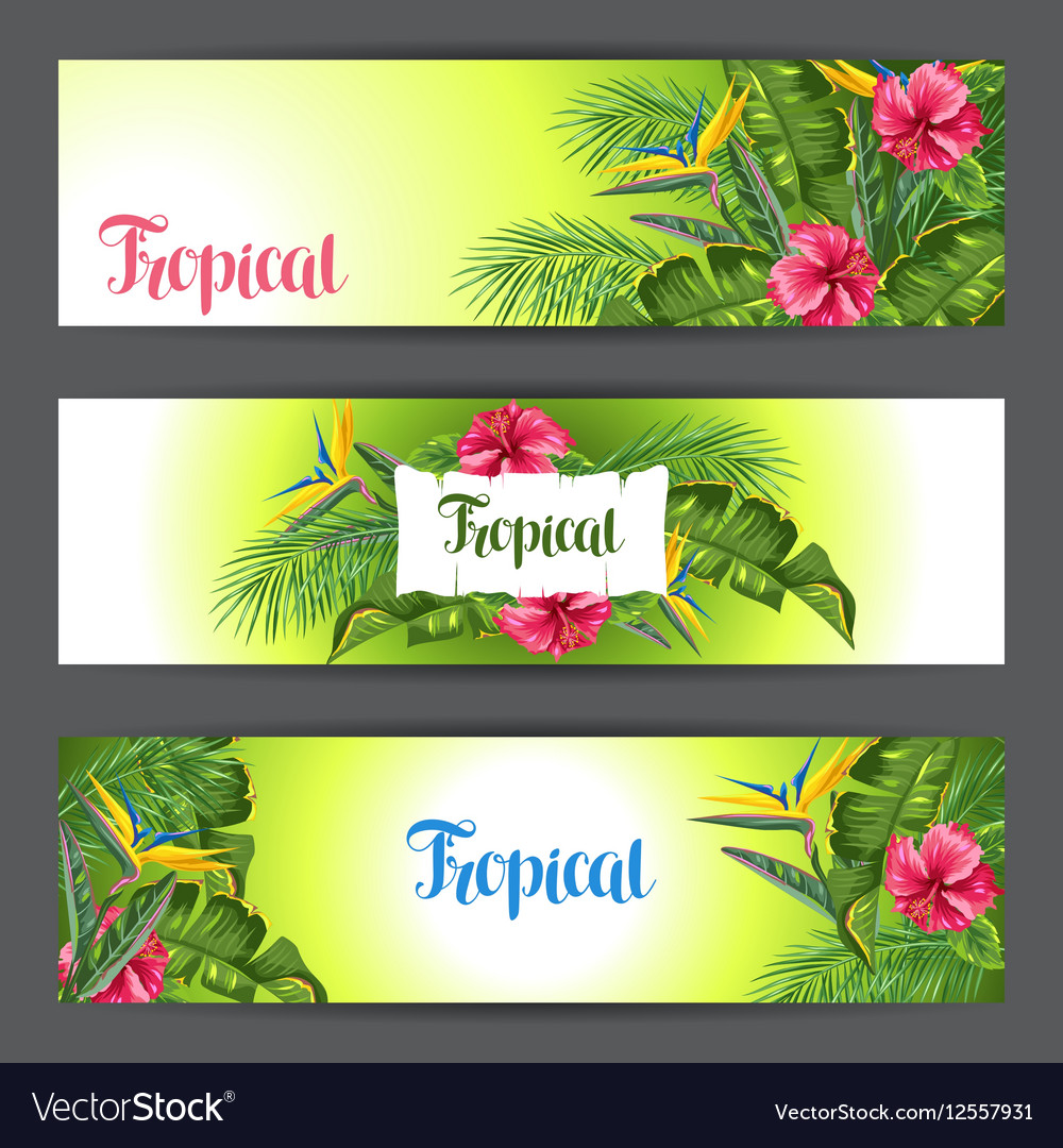 Banners with tropical leaves and flowers palms Vector Image