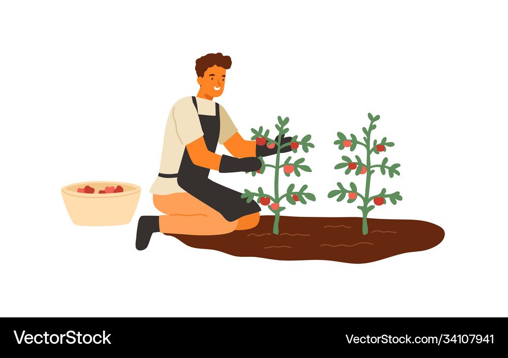 Young man picking ripe tomatoes agricultural Vector Image