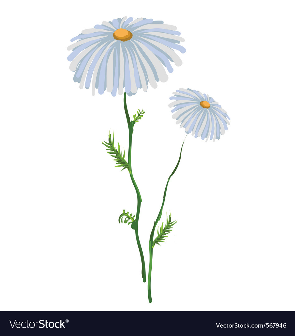 Chamomile flower Royalty Free Vector Image - VectorStock