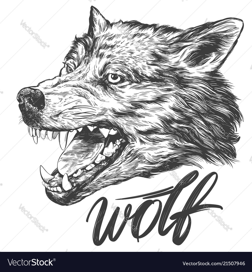 Muzzle of a wolf wildlife hand drawn Royalty Free Vector Muzzle of a wolf wildlife hand drawn Royalty Free Vector