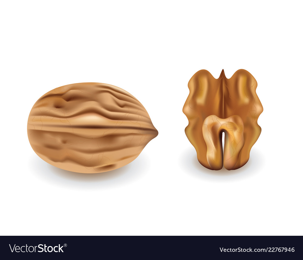 Walnut Royalty Free Vector Image - VectorStock