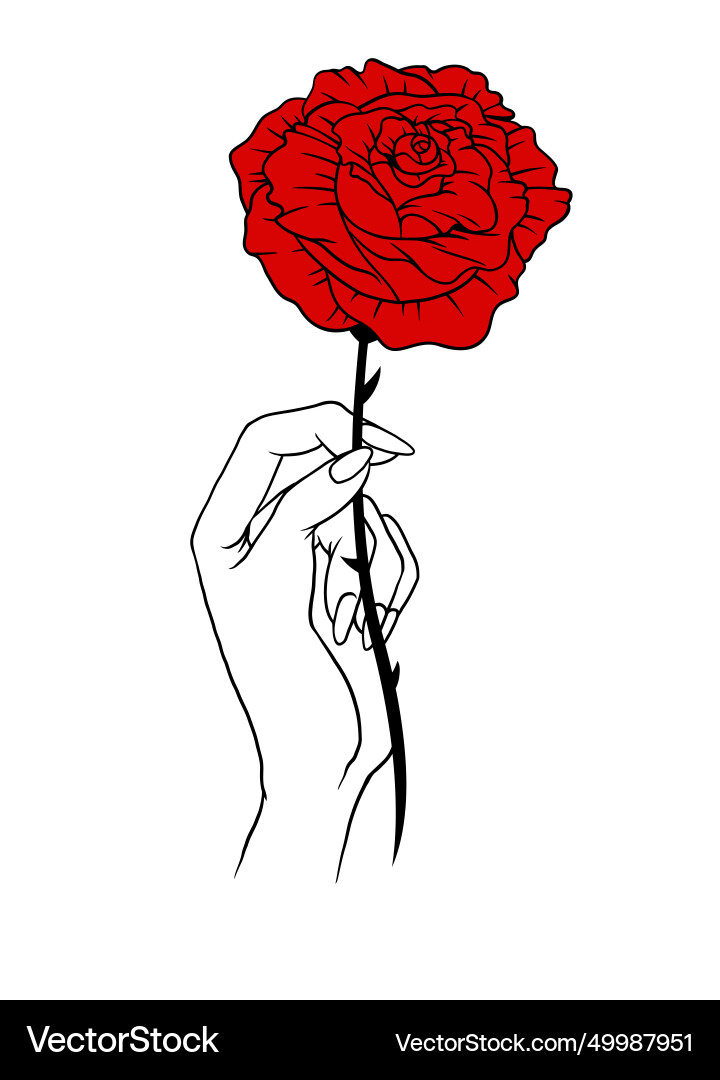 Female hand holding a red rose Royalty Free Vector Image