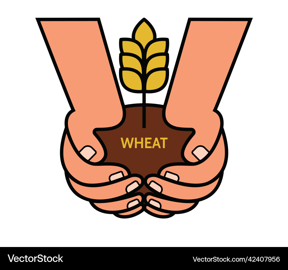 Two hands with a ripe spike on the white Vector Image