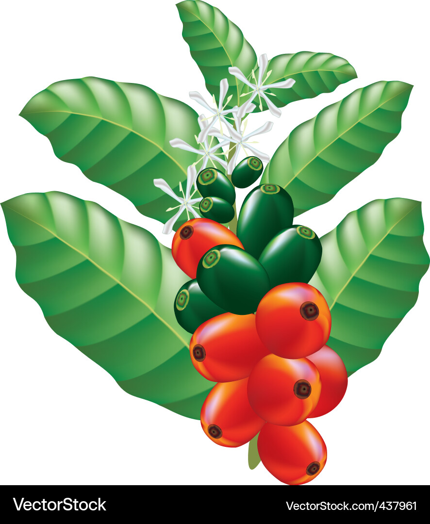 Fruits and flowers of coffee tree Royalty Free Vector Image