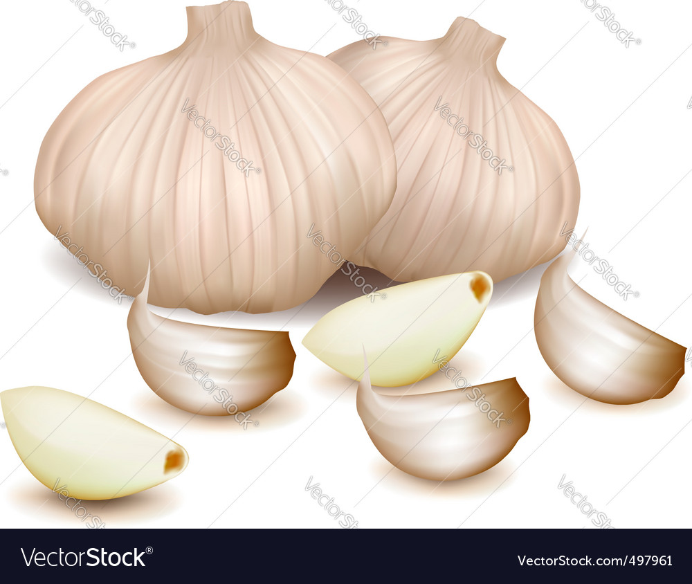 Garlic Royalty Free Vector Image - VectorStock