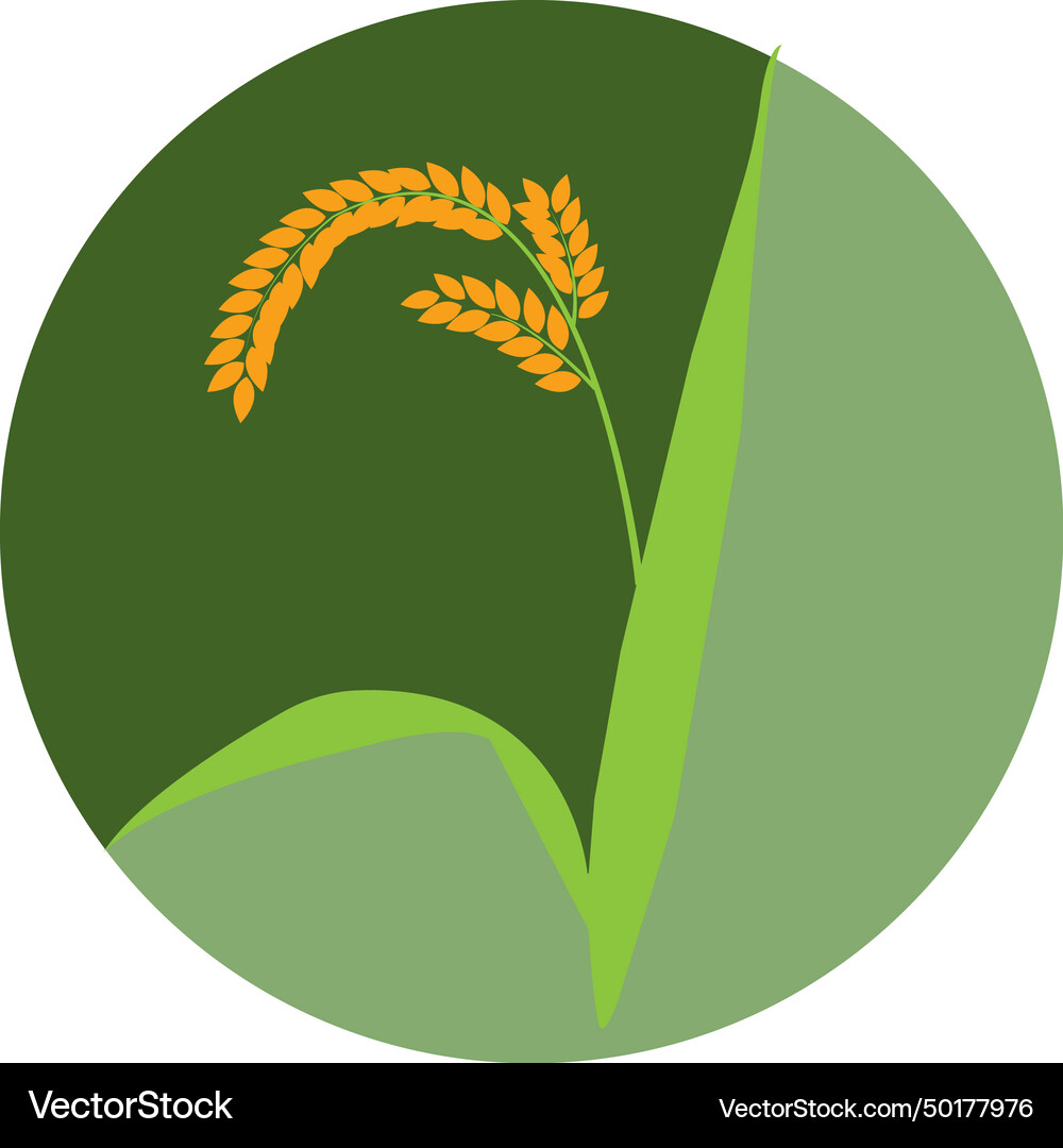 Rice farming icon Royalty Free Vector Image - VectorStock
