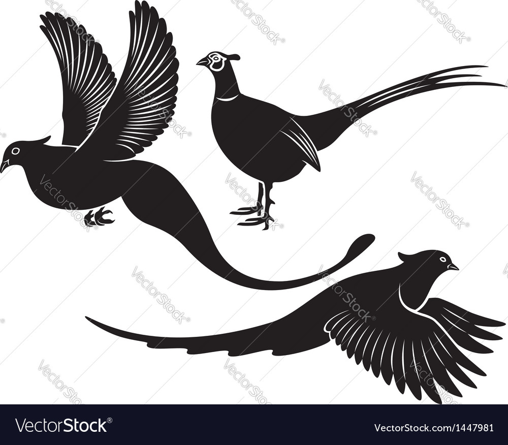 Pheasant Royalty Free Vector Image - VectorStock
