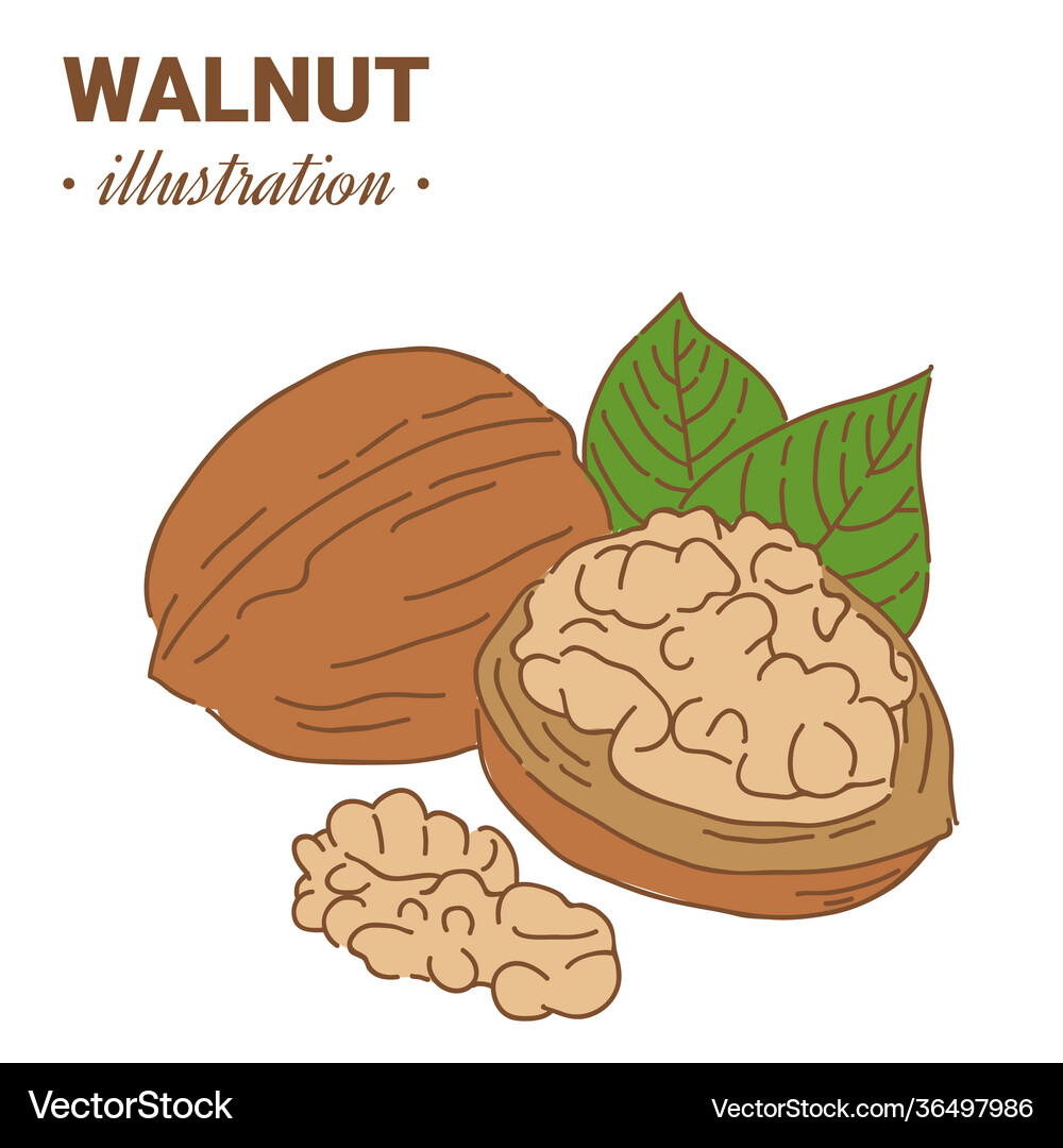 Hand drawn sketch style walnut in color Royalty Free Vector