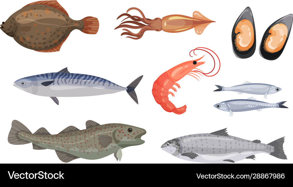 Raw and uncooked seafood set fresh marine Vector Image