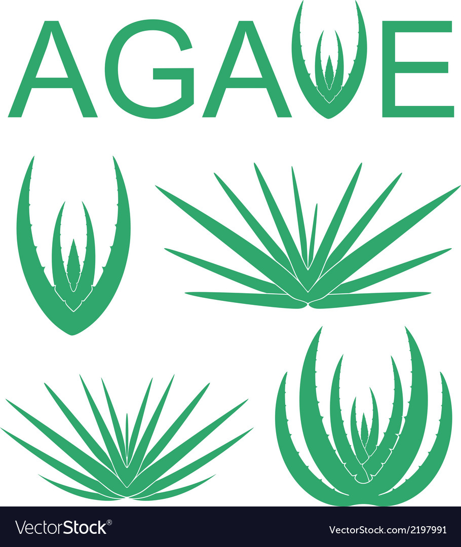 Agave Royalty Free Vector Image - VectorStock