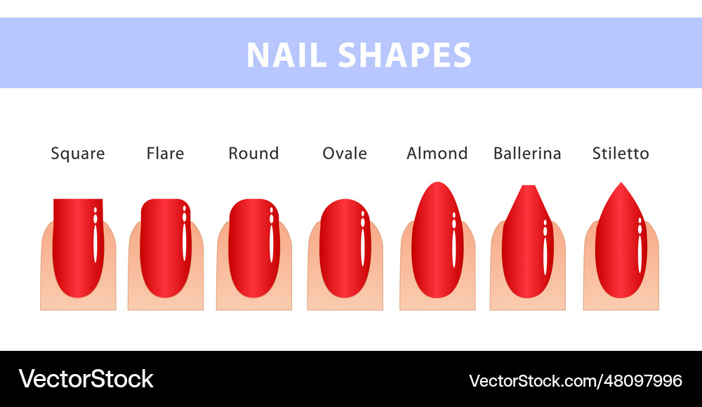Most popular forms of nails different types of Vector Image