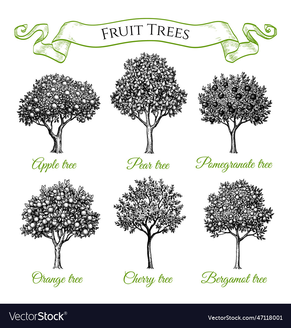 Fruit trees set Royalty Free Vector Image - VectorStock