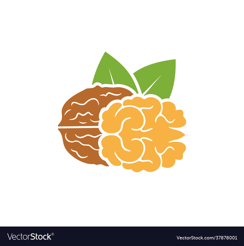 Walnut Royalty Free Vector Image - VectorStock