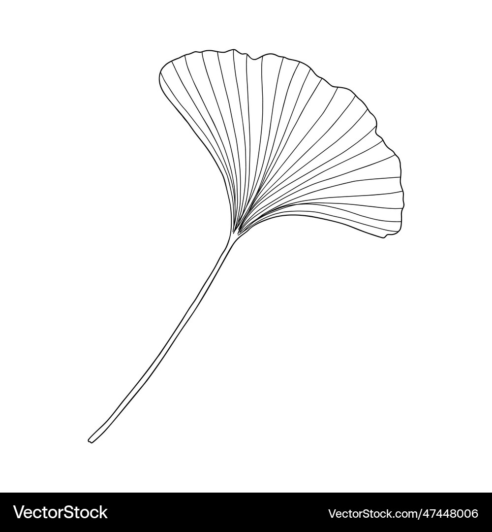 Fresh ginkgo leaf black and white outline hand Vector Image