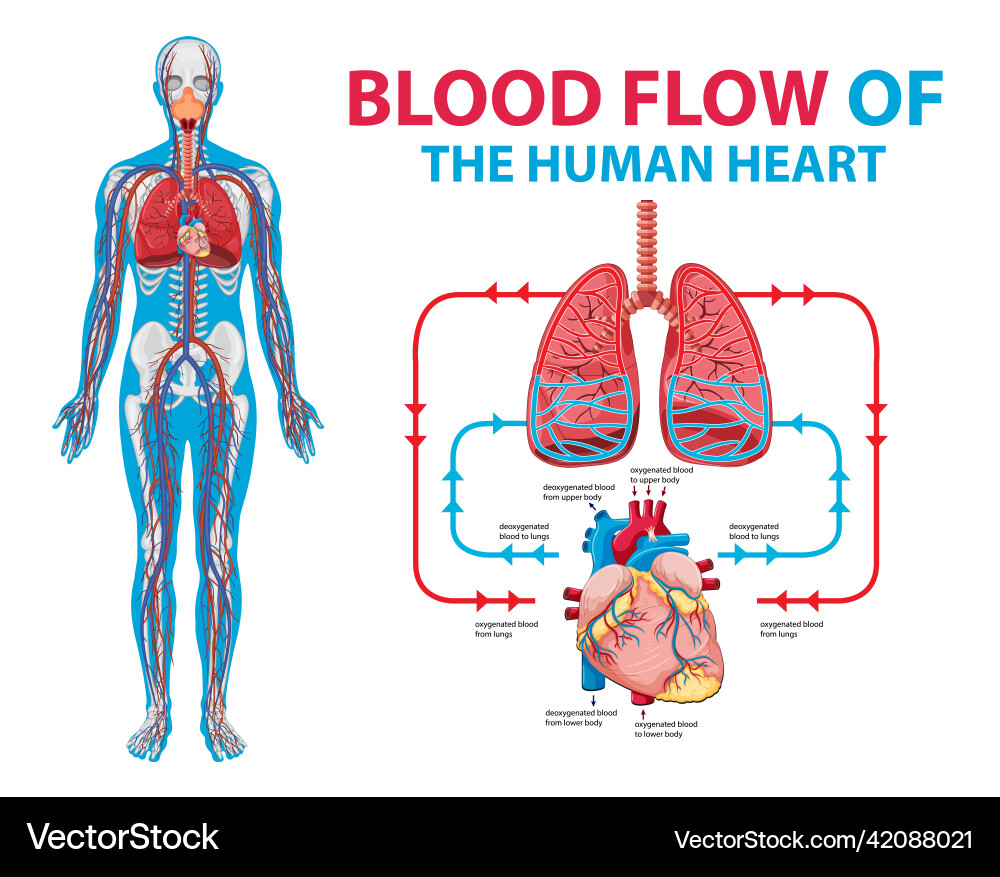 Diagram showing blood flow in human Royalty Free Vector