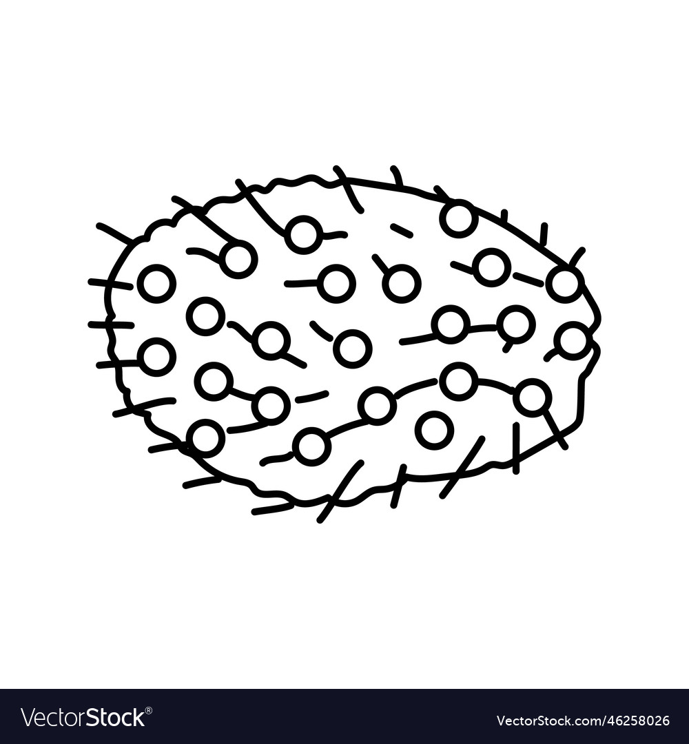 Inflorescence palm tree line icon Royalty Free Vector Image Inflorescence palm tree line icon Royalty Free Vector Image