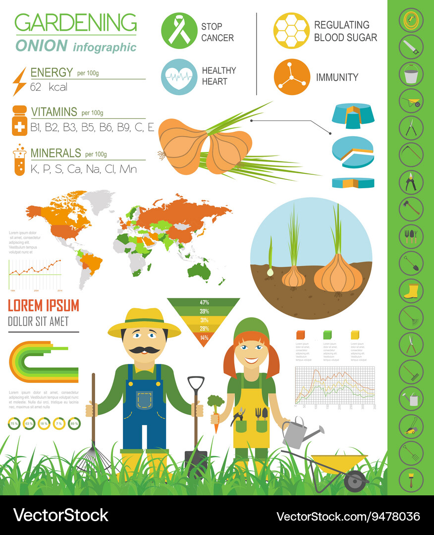 Gardening work farming infographic onion graphic Vector Image