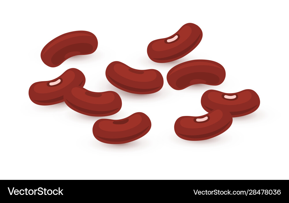 Kidney beans legume red brown seed kidney bean Vector Image