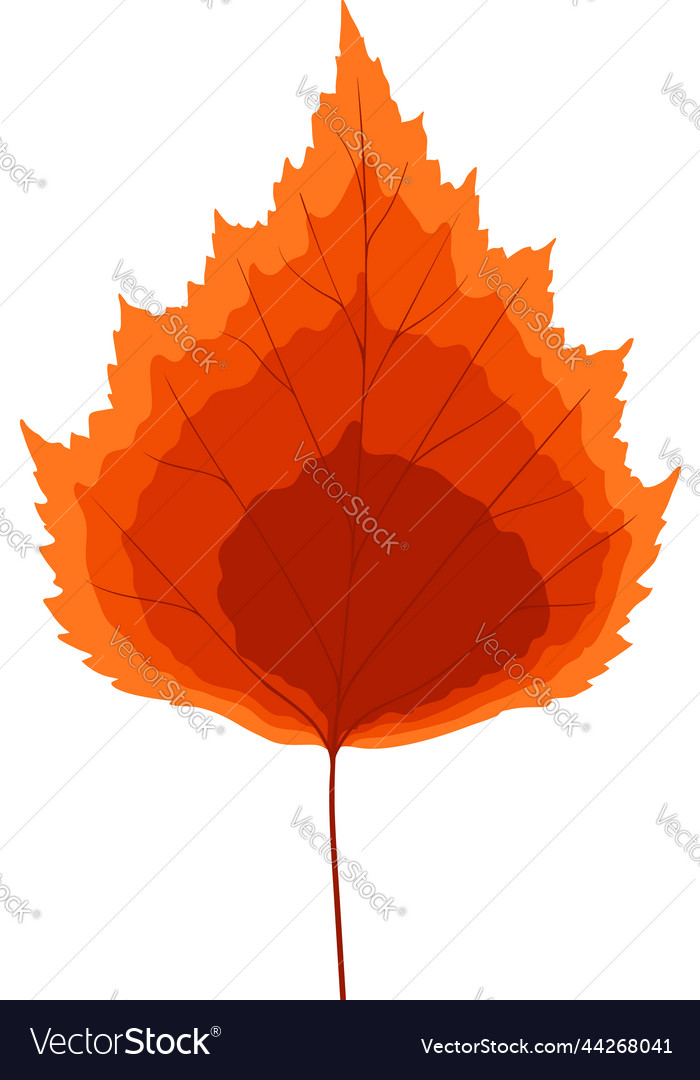 Birch tree leaf Royalty Free Vector Image - VectorStock