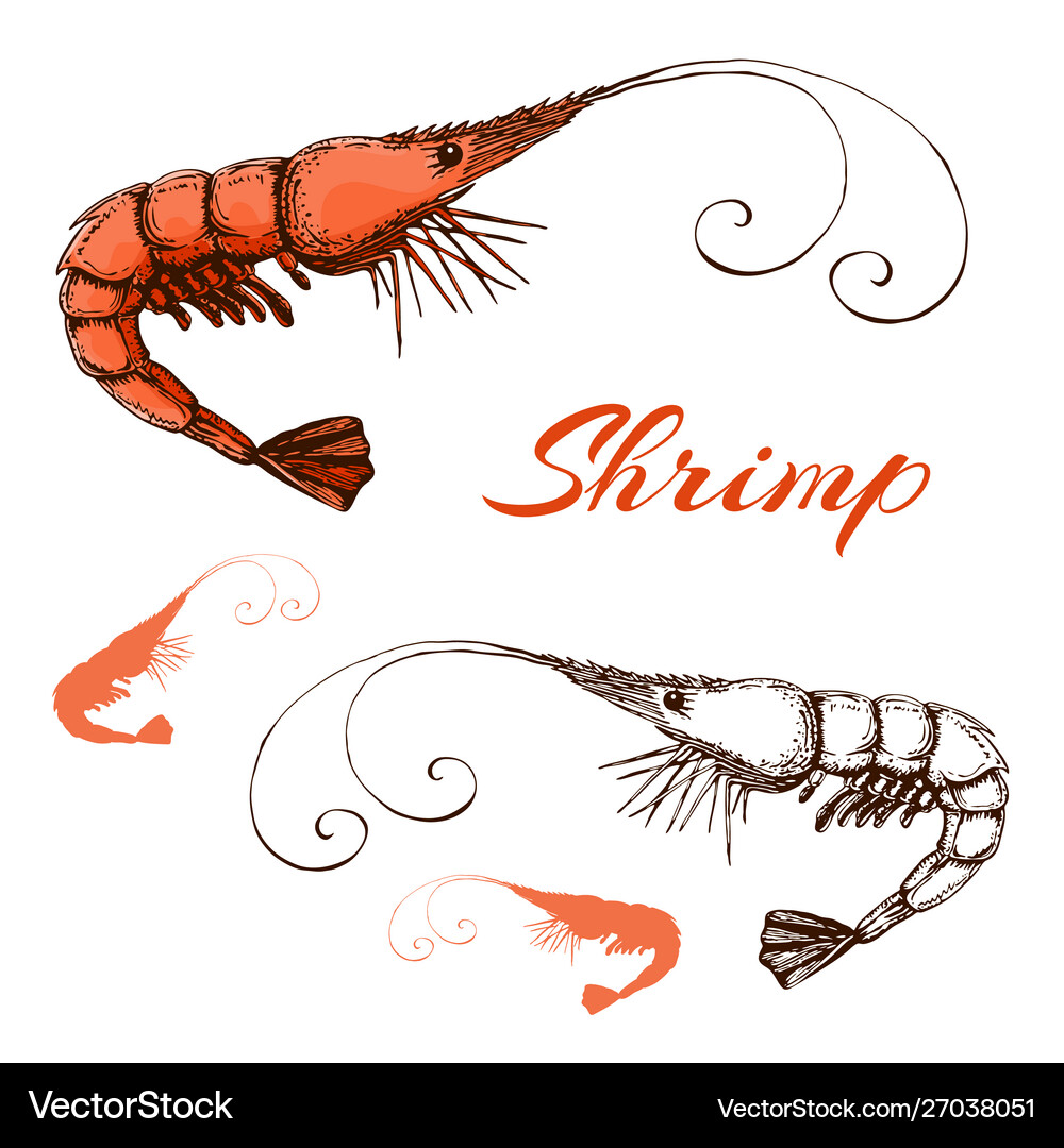 Hand drawn engraved ink shrimp or prawn isolated Vector Image