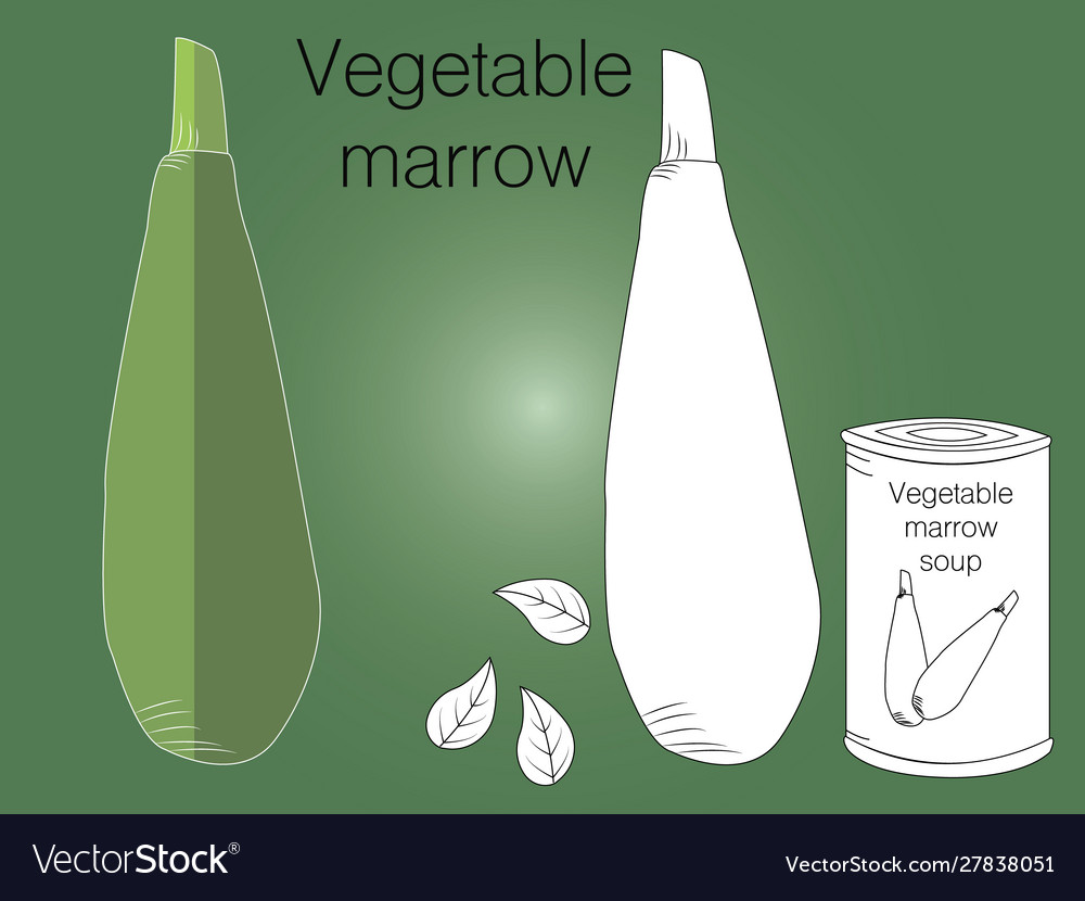 Marrow Royalty Free Vector Image - VectorStock