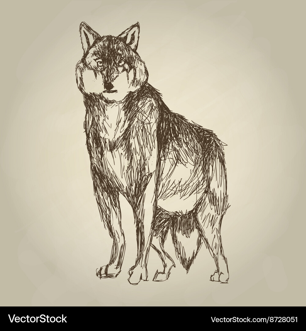 Wolf design animal conceptwildlife Royalty Free Vector Image