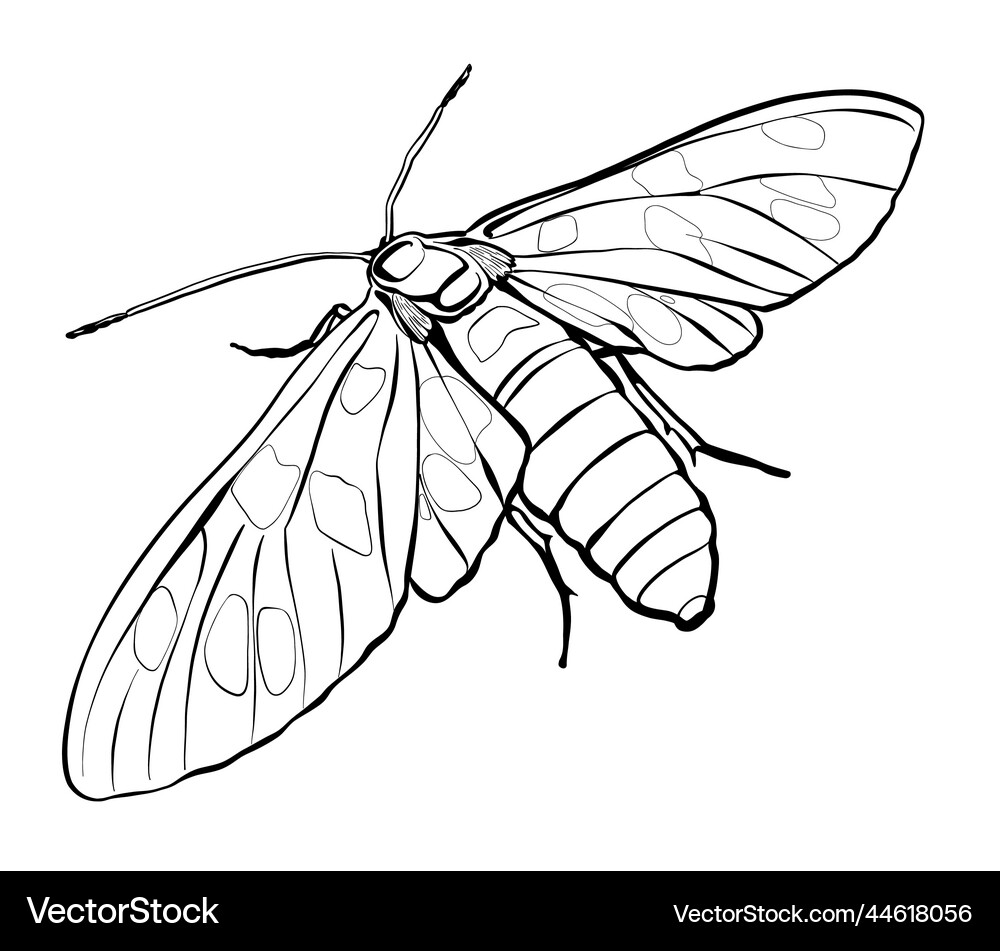 Moth butterfly drawing black and white coloring Vector Image
