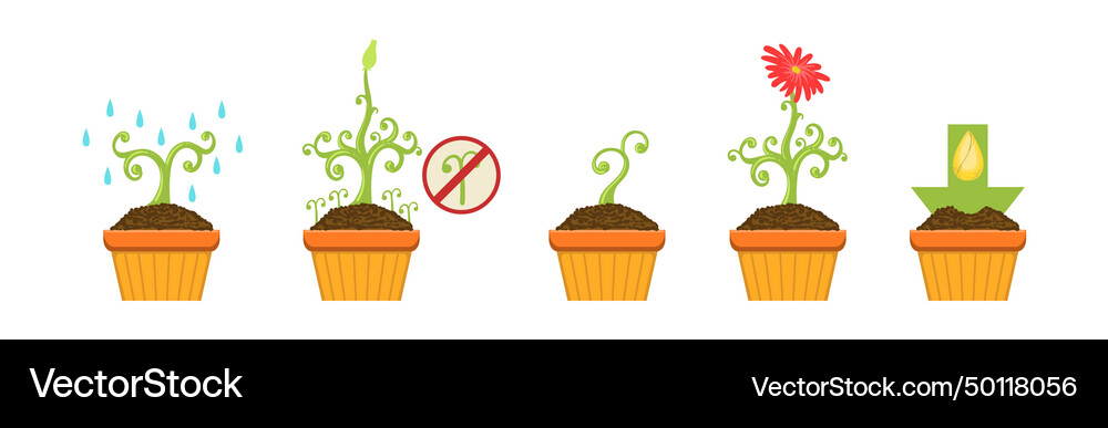 Plant growing and cultivation with seedling Vector Image
