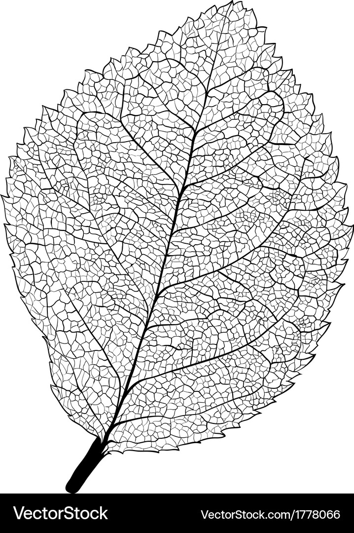 Detailed Leaf Skeleton Royalty Free Vector Image