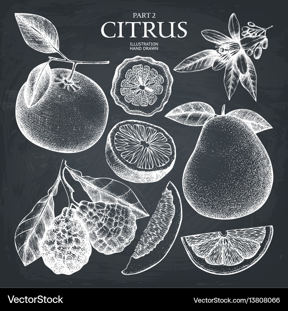 Ink hand drawn citrus plants sketch Royalty Free Vector