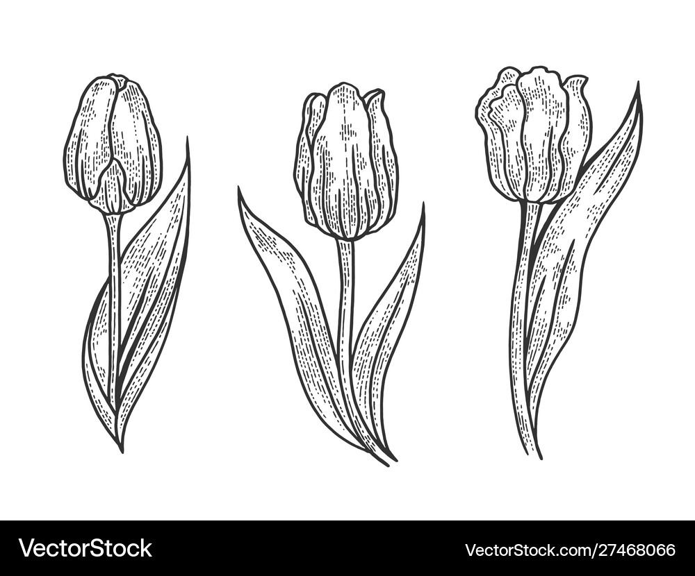 Tulip flower sketch engraving Royalty Free Vector Image