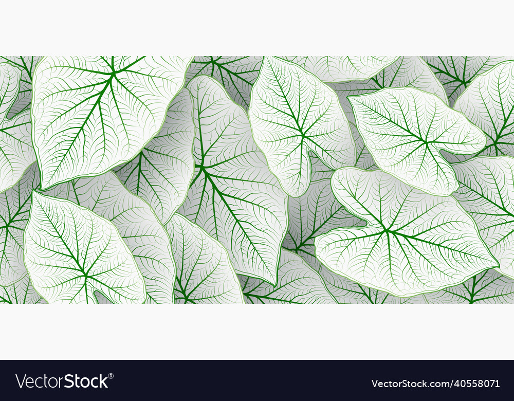 Caladium bicolor leaf pattern background tropical Vector Image