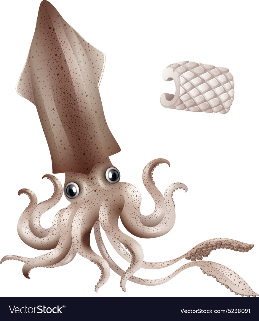 Squid Royalty Free Vector Image - VectorStock