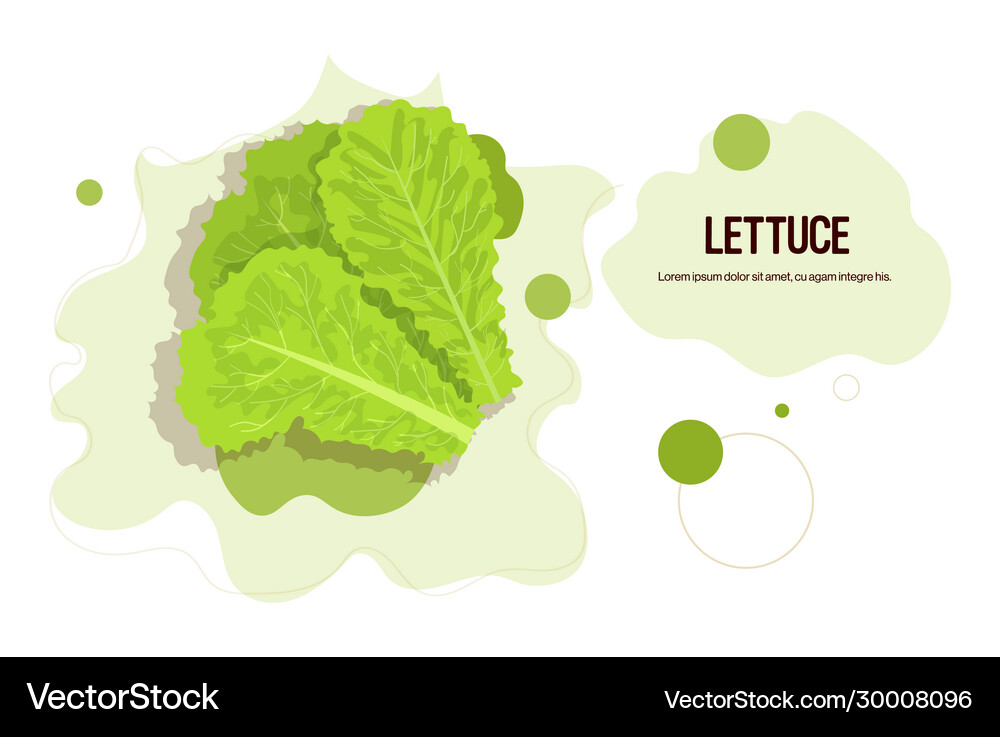Fresh green lettuce sticker tasty vegetable icon Vector Image