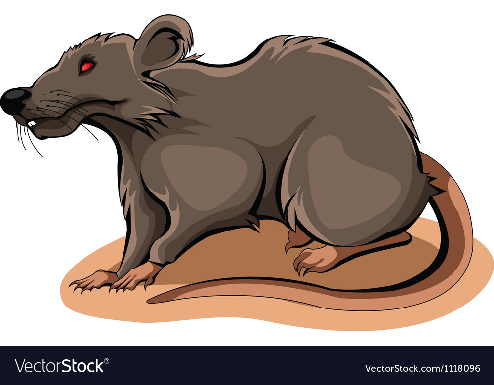 Rat Royalty Free Vector Image - VectorStock