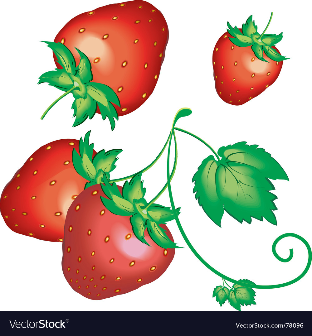 Strawberry Royalty Free Vector Image - VectorStock