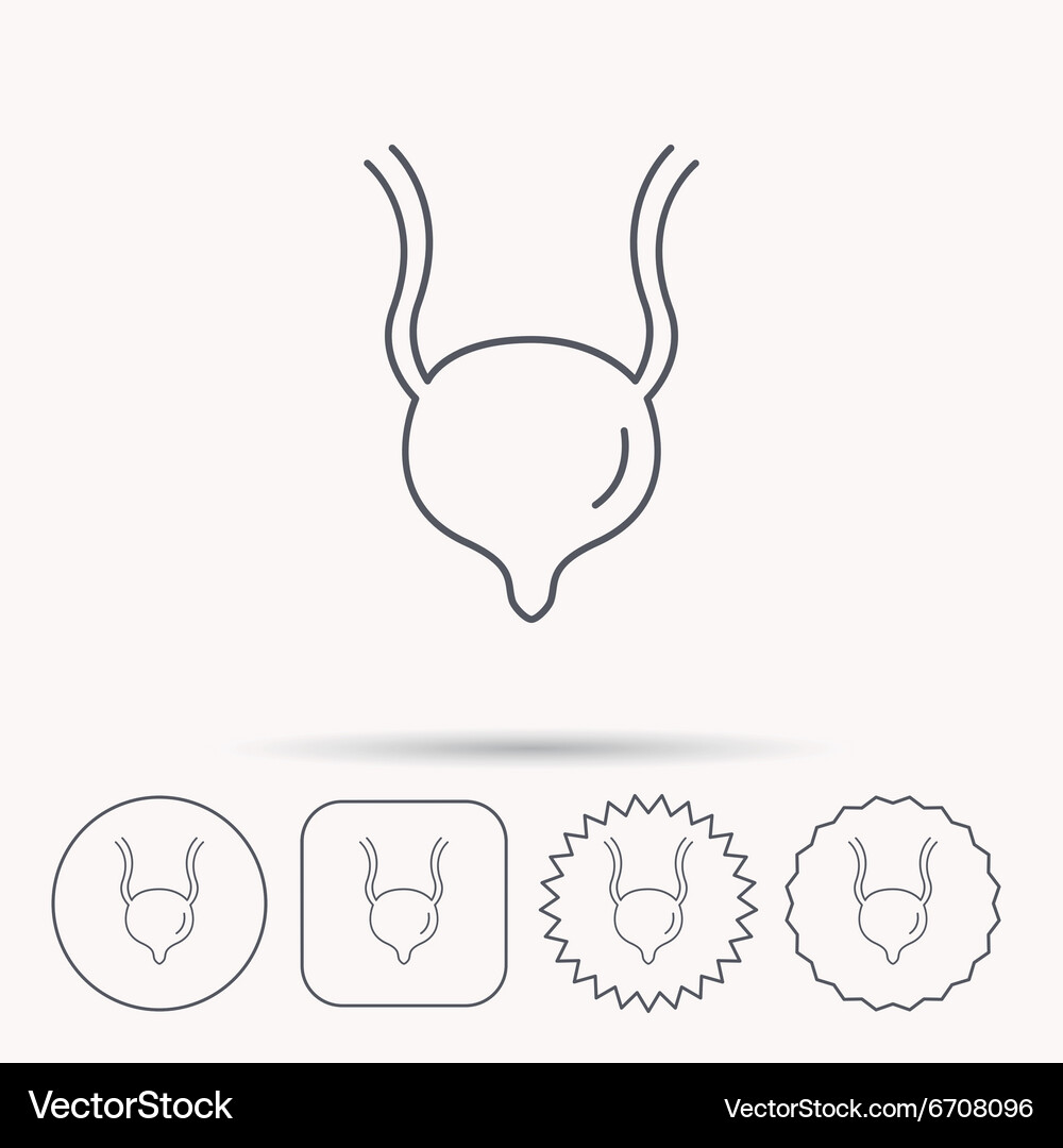 Urinary bladder icon human body organ sign Vector Image