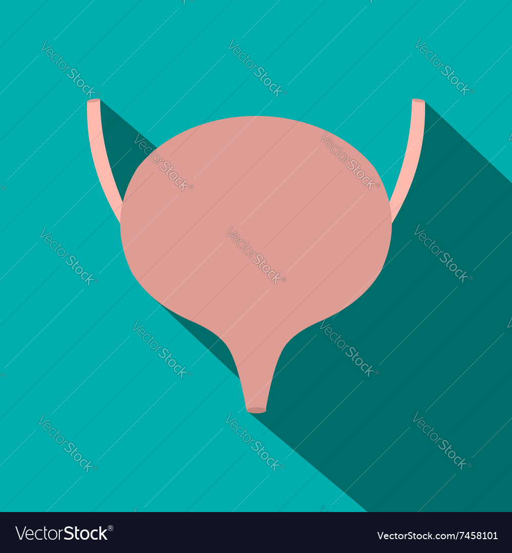 Bladder flat icon with shadow Royalty Free Vector Image