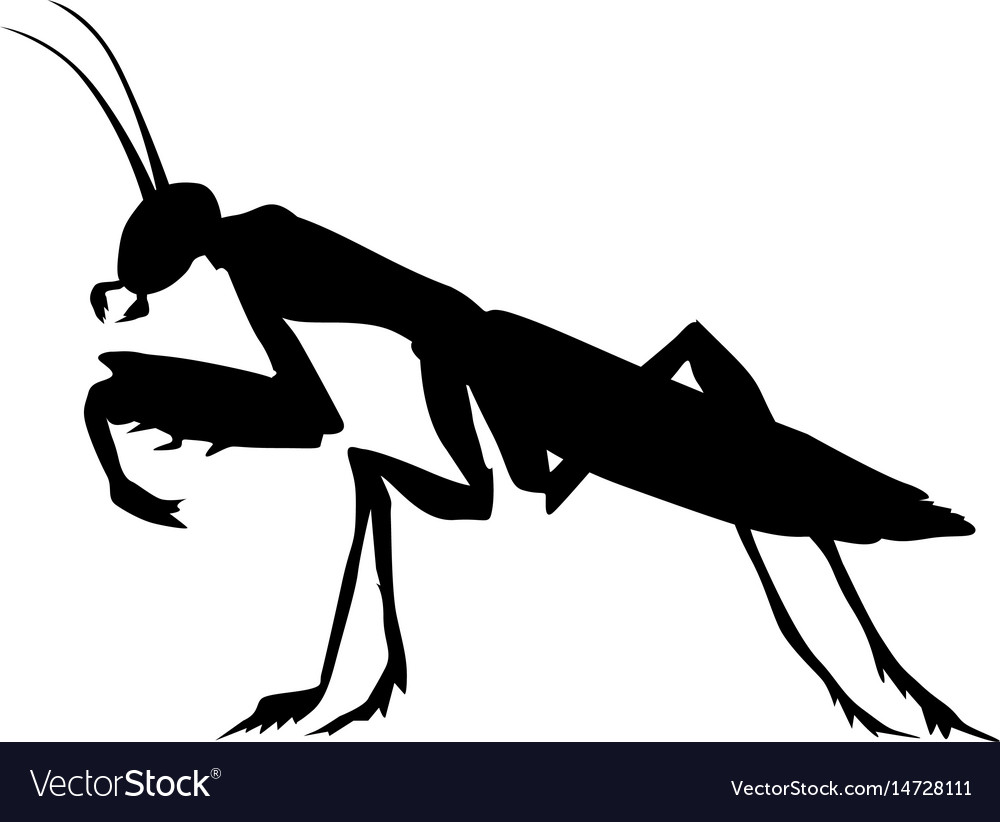 Mantis Royalty Free Vector Image - VectorStock
