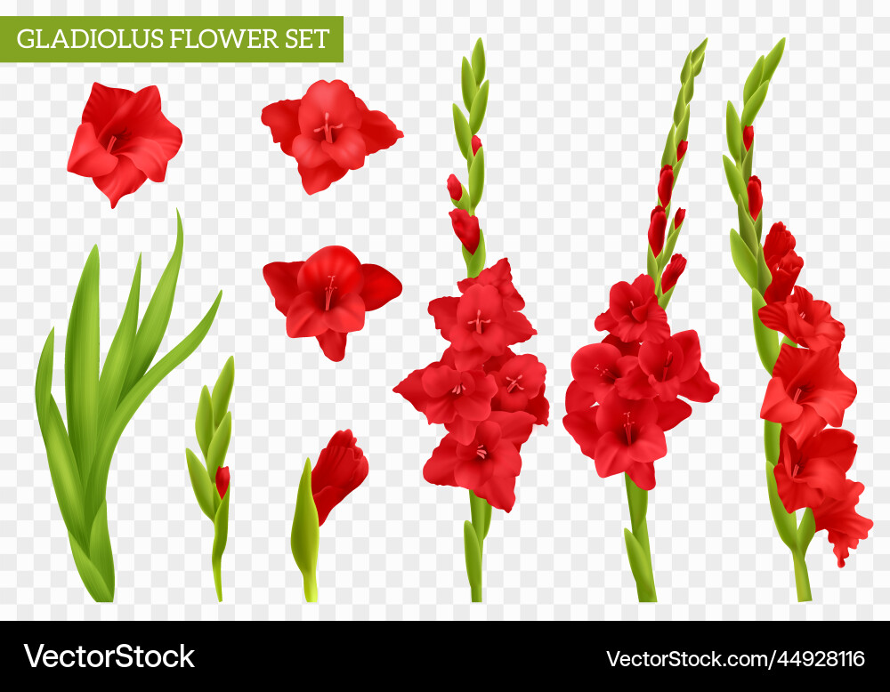 Gladiolus realistic set Royalty Free Vector Image