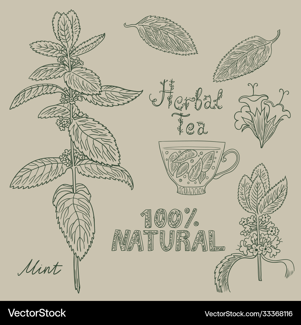 Set mint leaves and plants hand drawing Royalty Free Vector