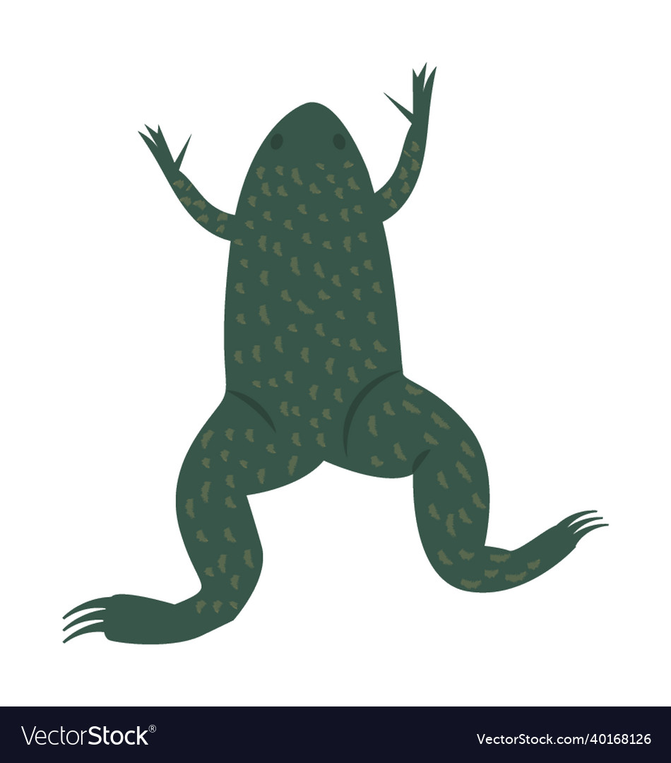 Frog Royalty Free Vector Image - VectorStock