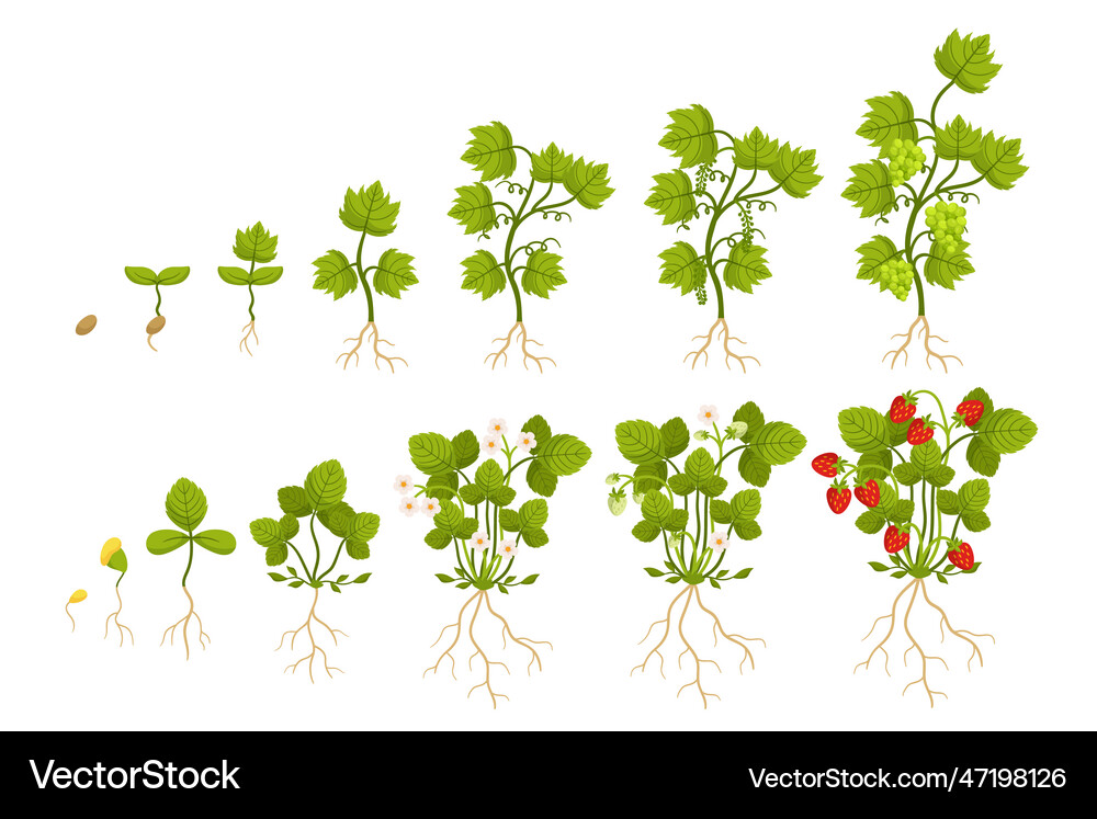 Strawberry Plant Growth Stages