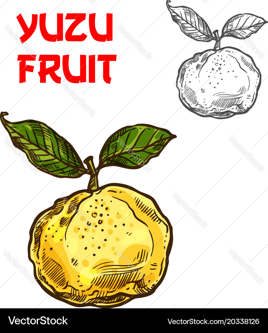 Yuzu sketch citrus fruit cut icon Royalty Free Vector Image